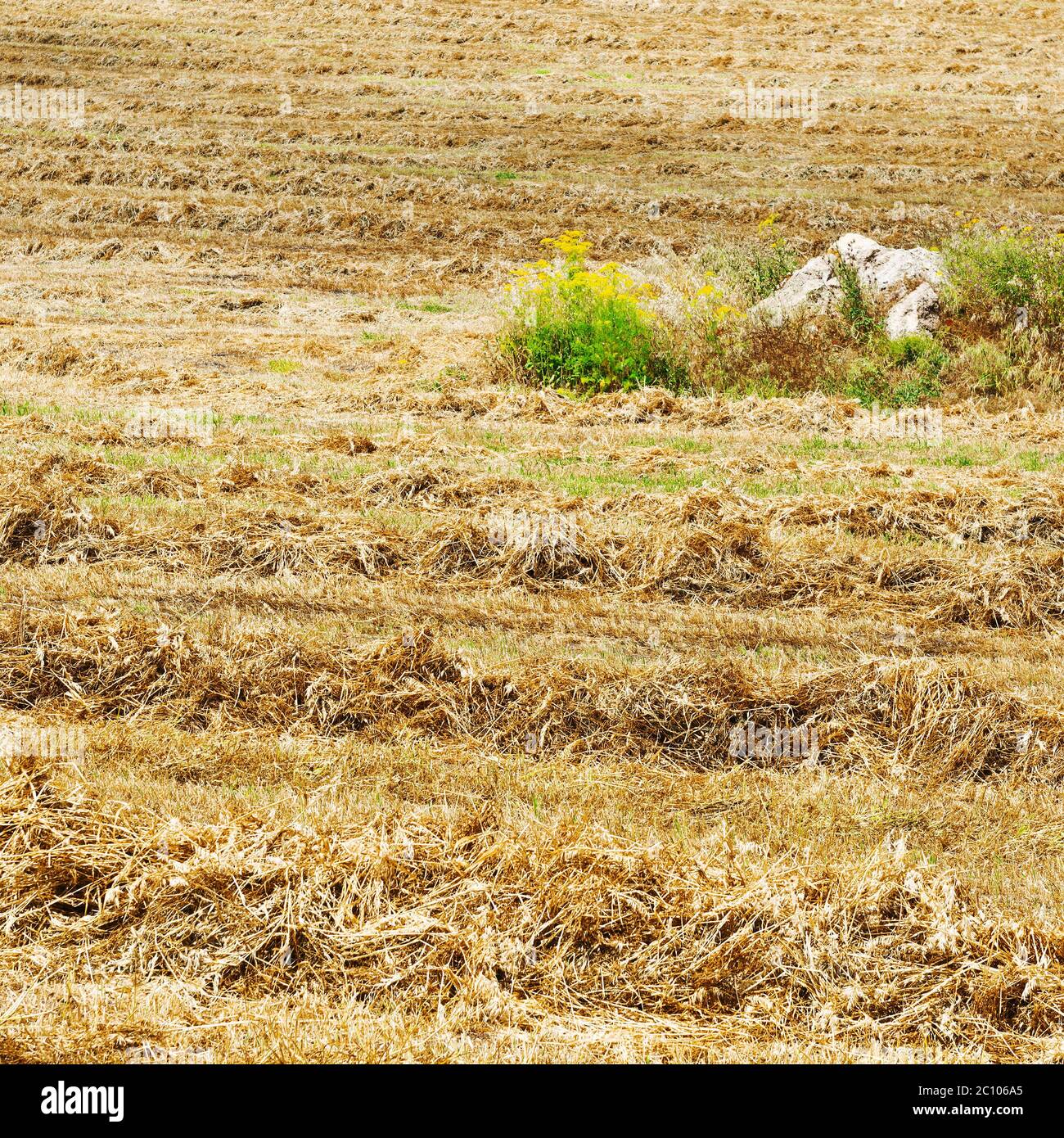 Mown pasture hi-res stock photography and images - Alamy