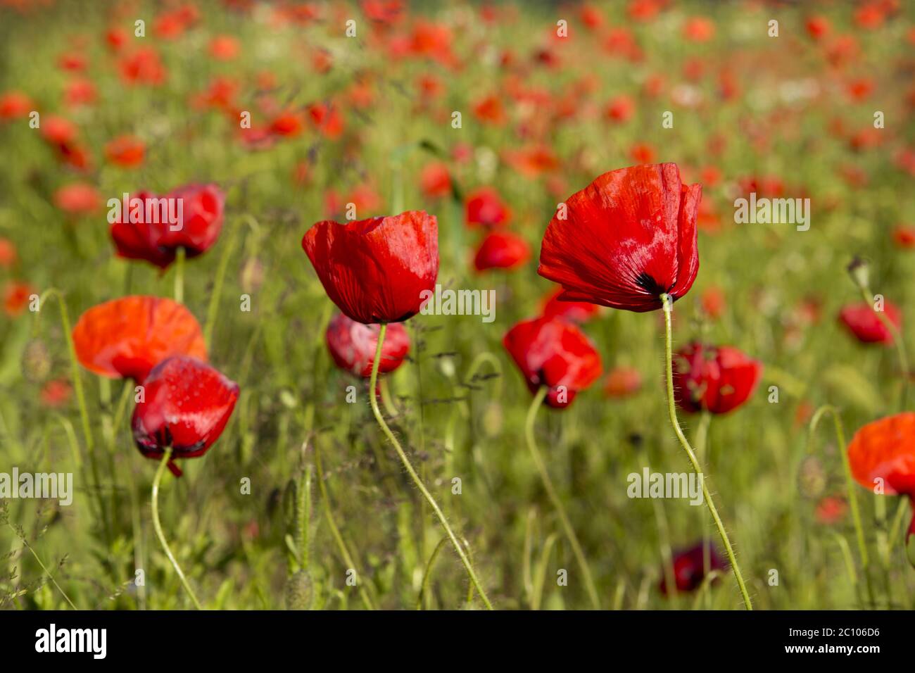 Beautiful poppy hi-res stock photography and images - Alamy