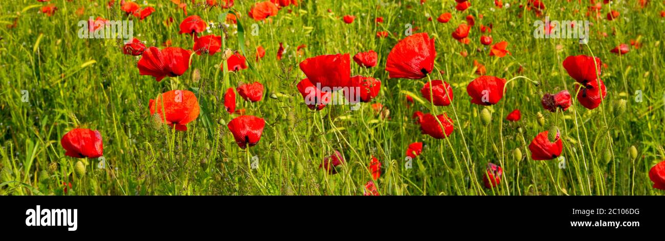 Beautiful poppy field Stock Photo - Alamy