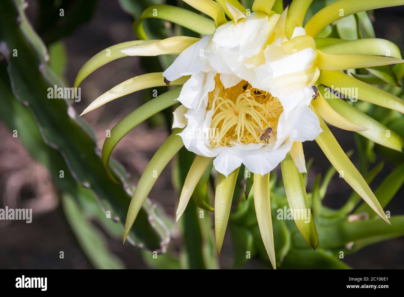 Dragon flower in the garden Stock Photo - Alamy