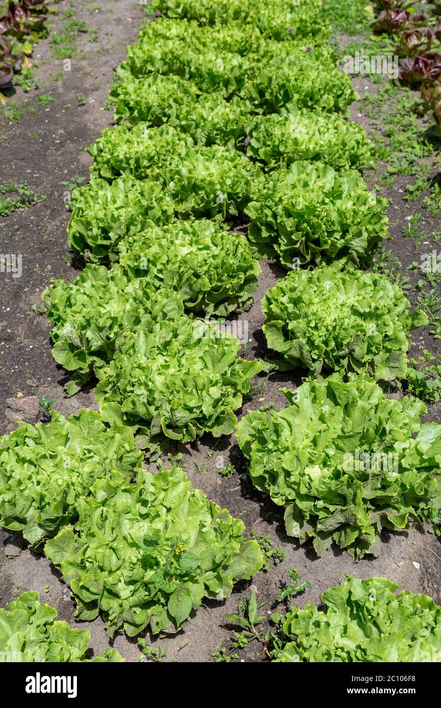Vegetable garden with rows of fresh Fresh endive lettuce ready for ...