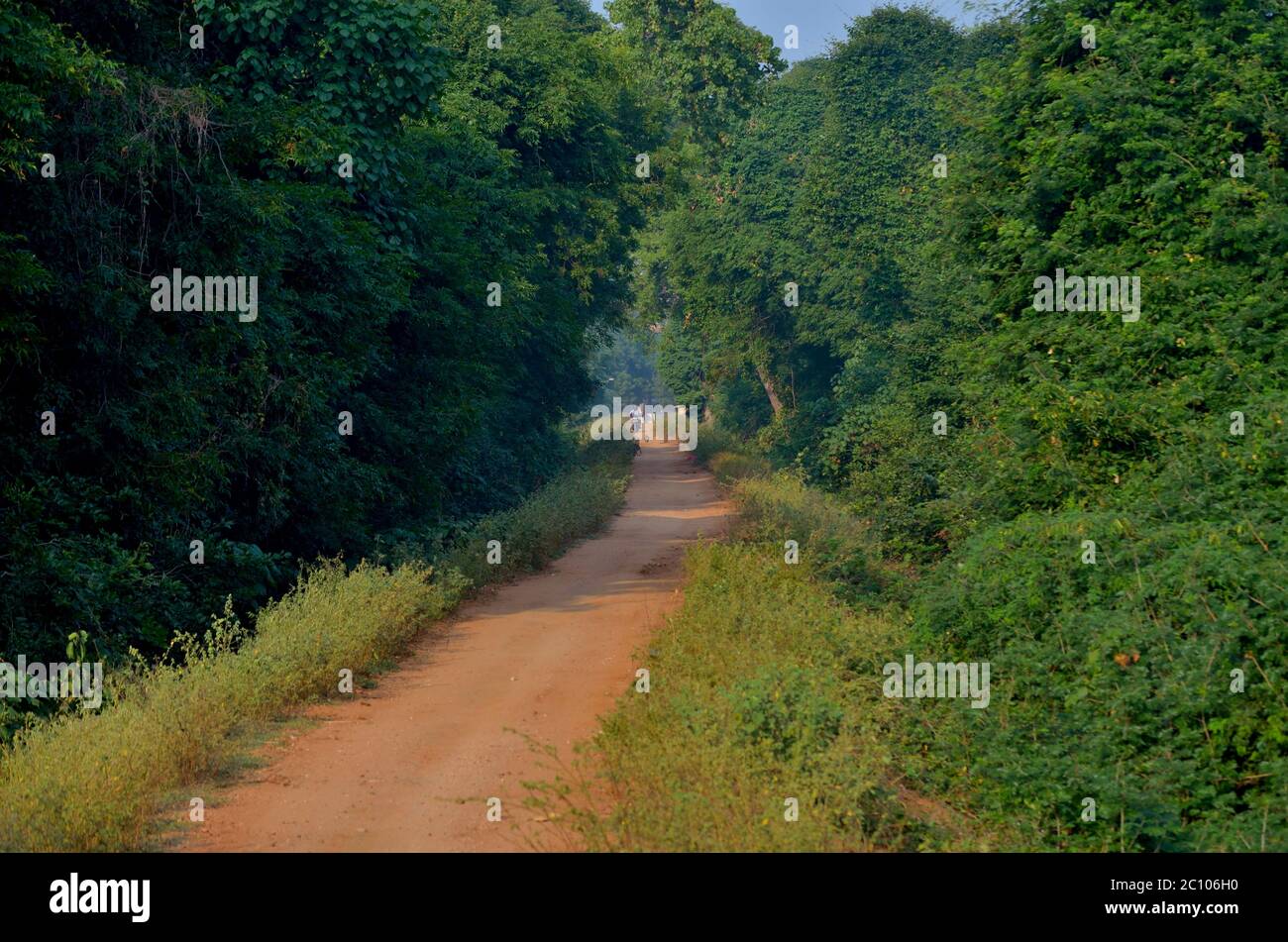 deep green forest path in surrounded by dense trees Stock Photo - Alamy