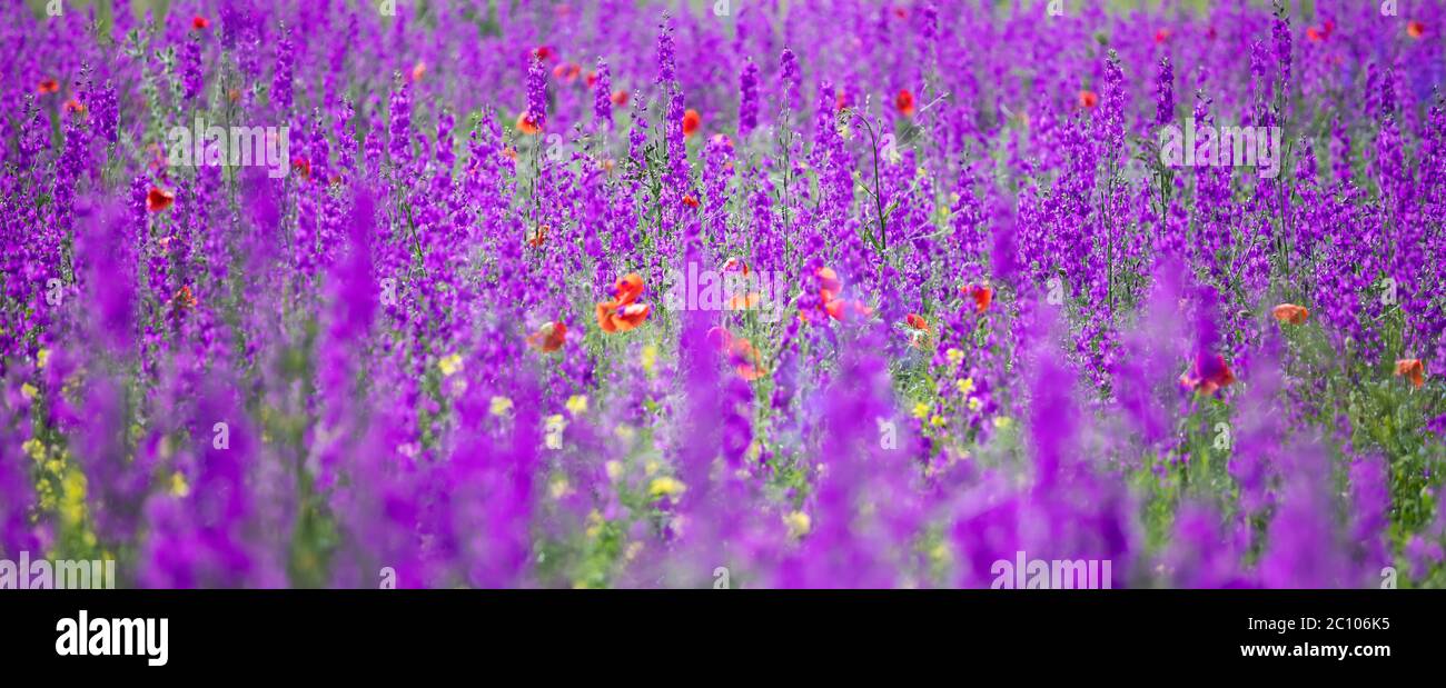 Banner of flowering field with Rocket Larkspur (Consolida ambigua ...