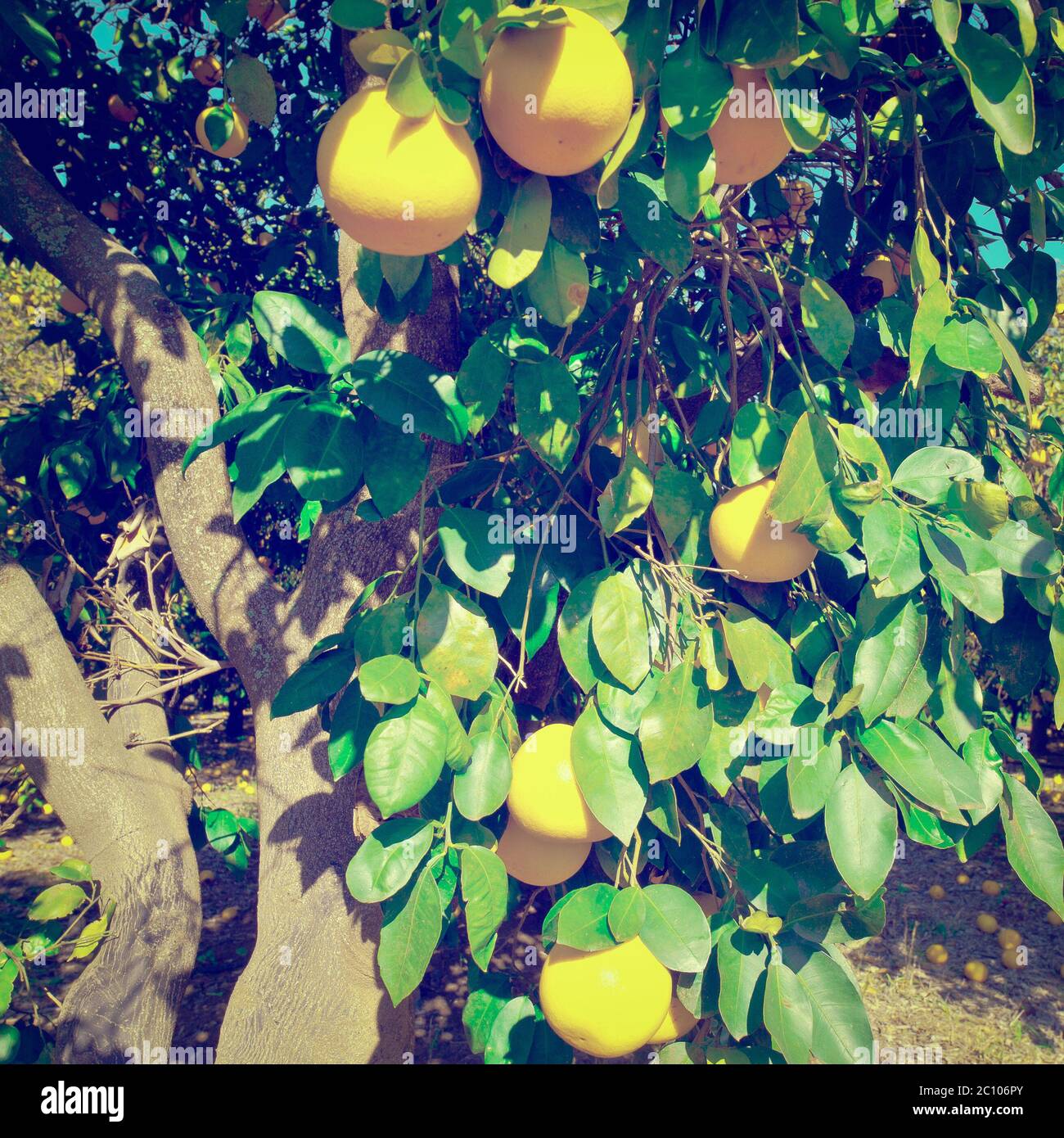 Orange tree square hi-res stock photography and images - Alamy