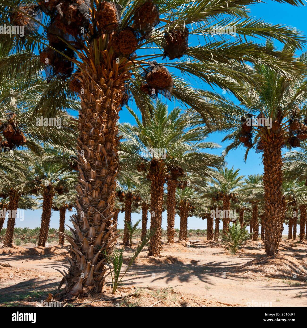 Agriculture jordan field green hi-res stock photography and images - Alamy
