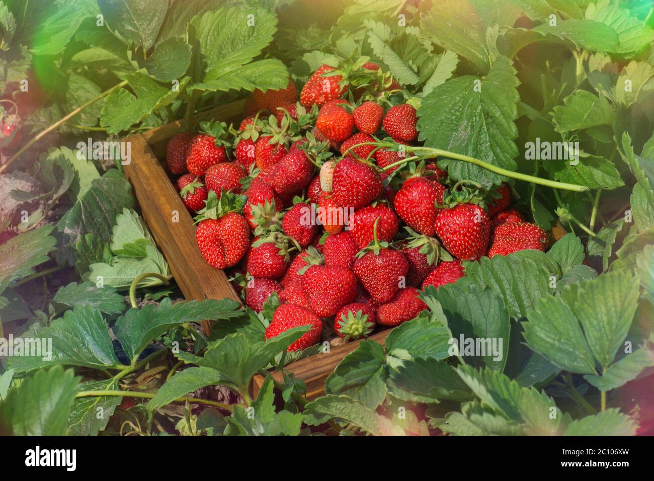 Lots of fresh strawberries. Perfect weather for harvesting strawberries ...