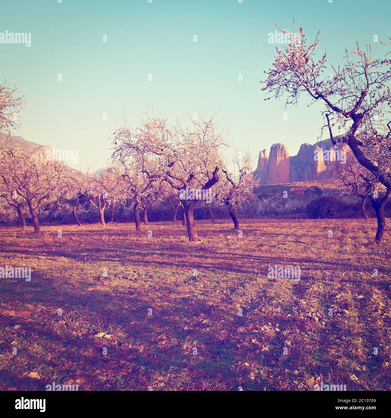 Orchard valley almonds hi-res stock photography and images - Alamy