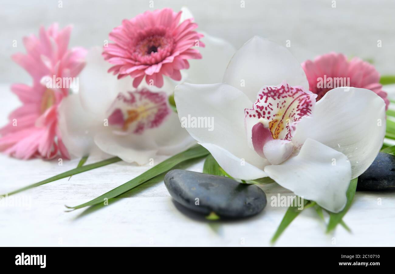beautiful white orchid and pink daisies in leaf and pebbles on white ...
