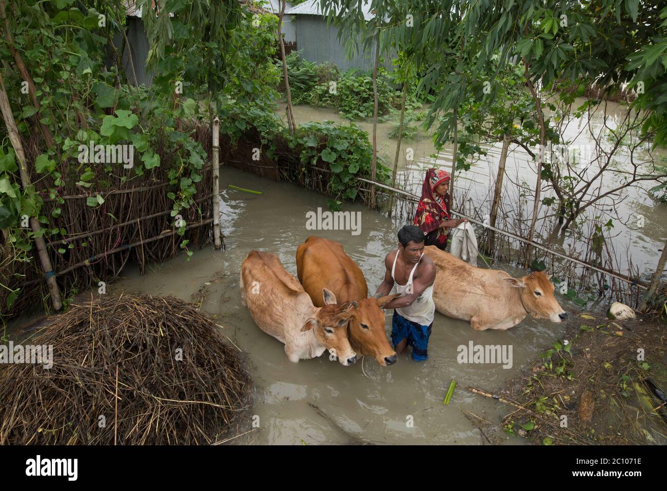 People taking care of their cattle in flood affected area Stock Photo ...