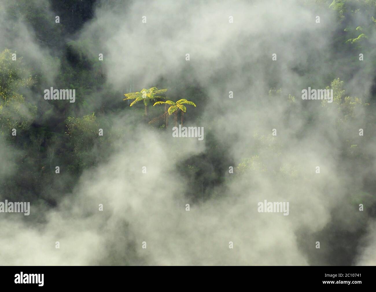 Tree ferns on a hillside framed by geothermal steam Stock Photo - Alamy