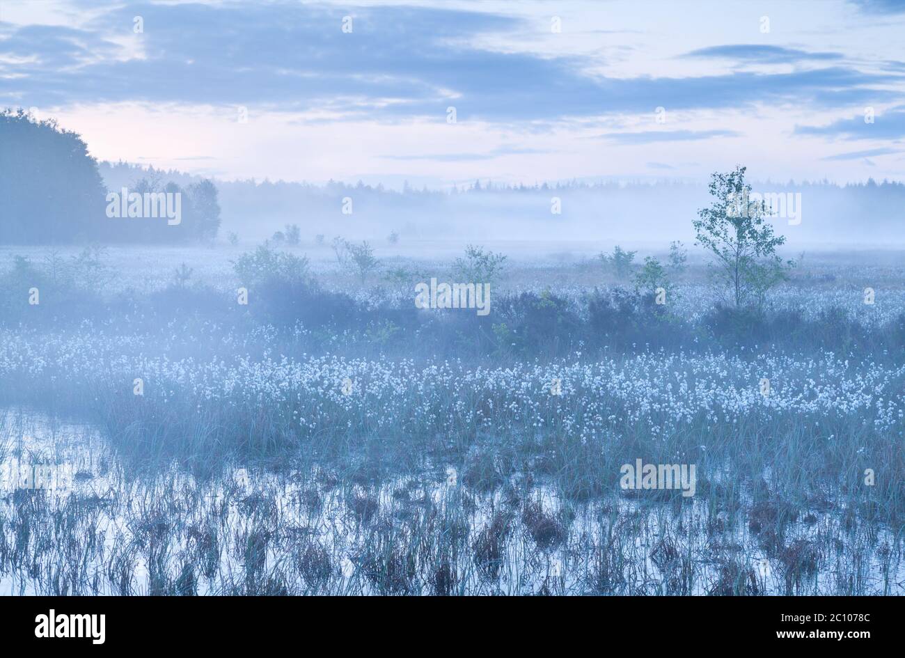 Swamp with morning mist hi-res stock photography and images - Alamy