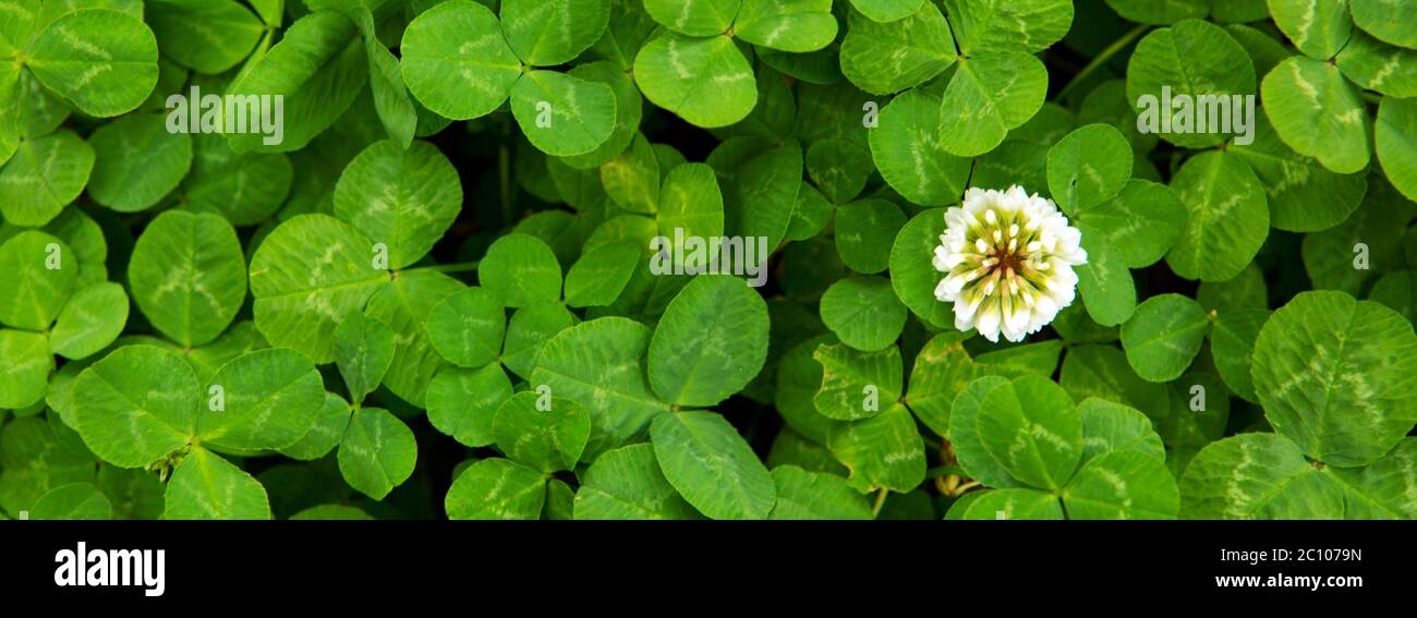 Green flower leaves hi-res stock photography and images - Alamy