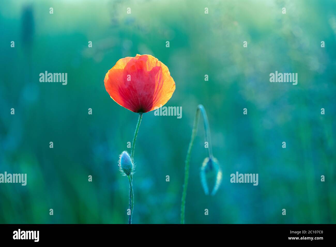 Wild poppy flower growing on a summer meadow Stock Photo - Alamy