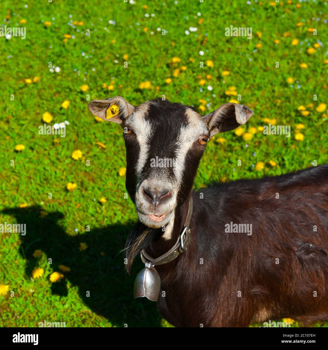 Square goat hi-res stock photography and images - Alamy