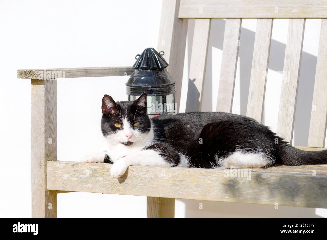 Cat seat on the wood bench at garden Stock Photo - Alamy
