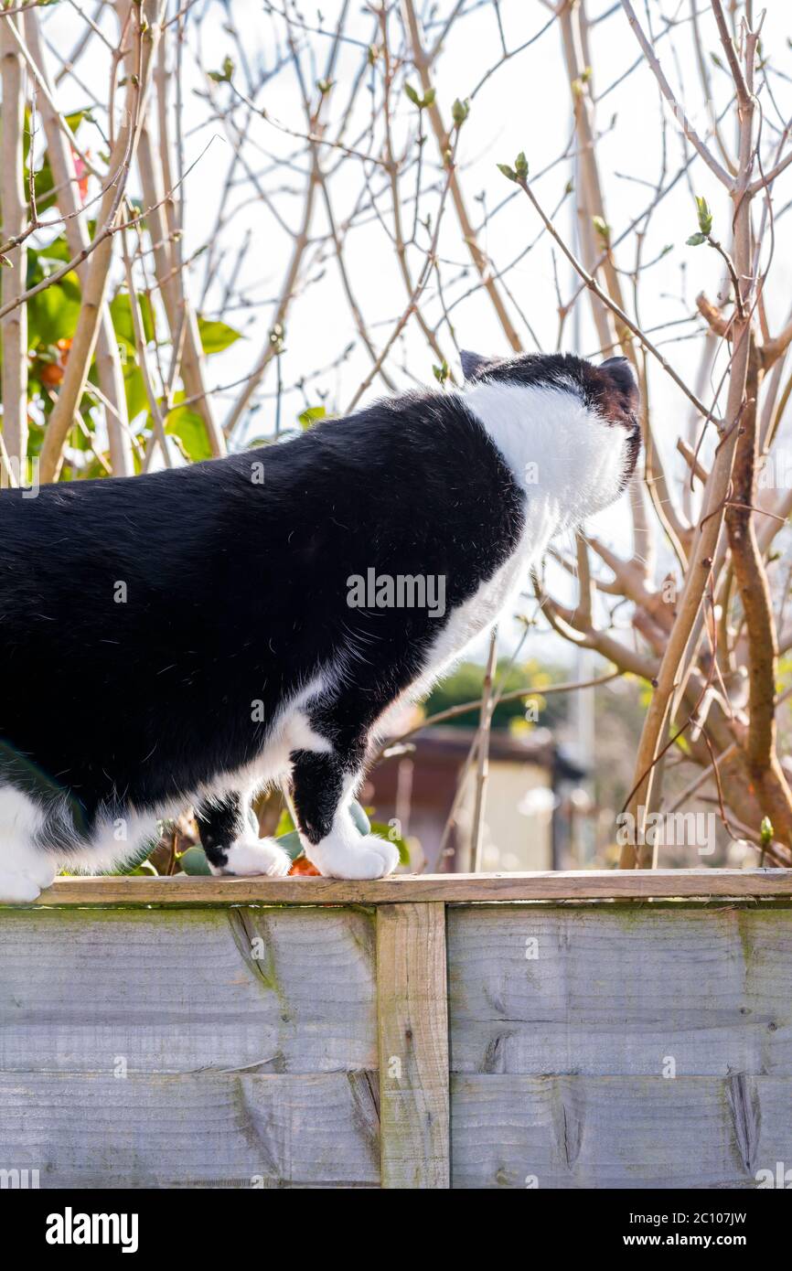 Cat stand on the fence at garden Stock Photo - Alamy