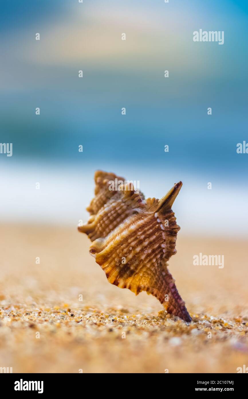 Seashell in the sand on the background of beach and sea - (shallow DOF ...