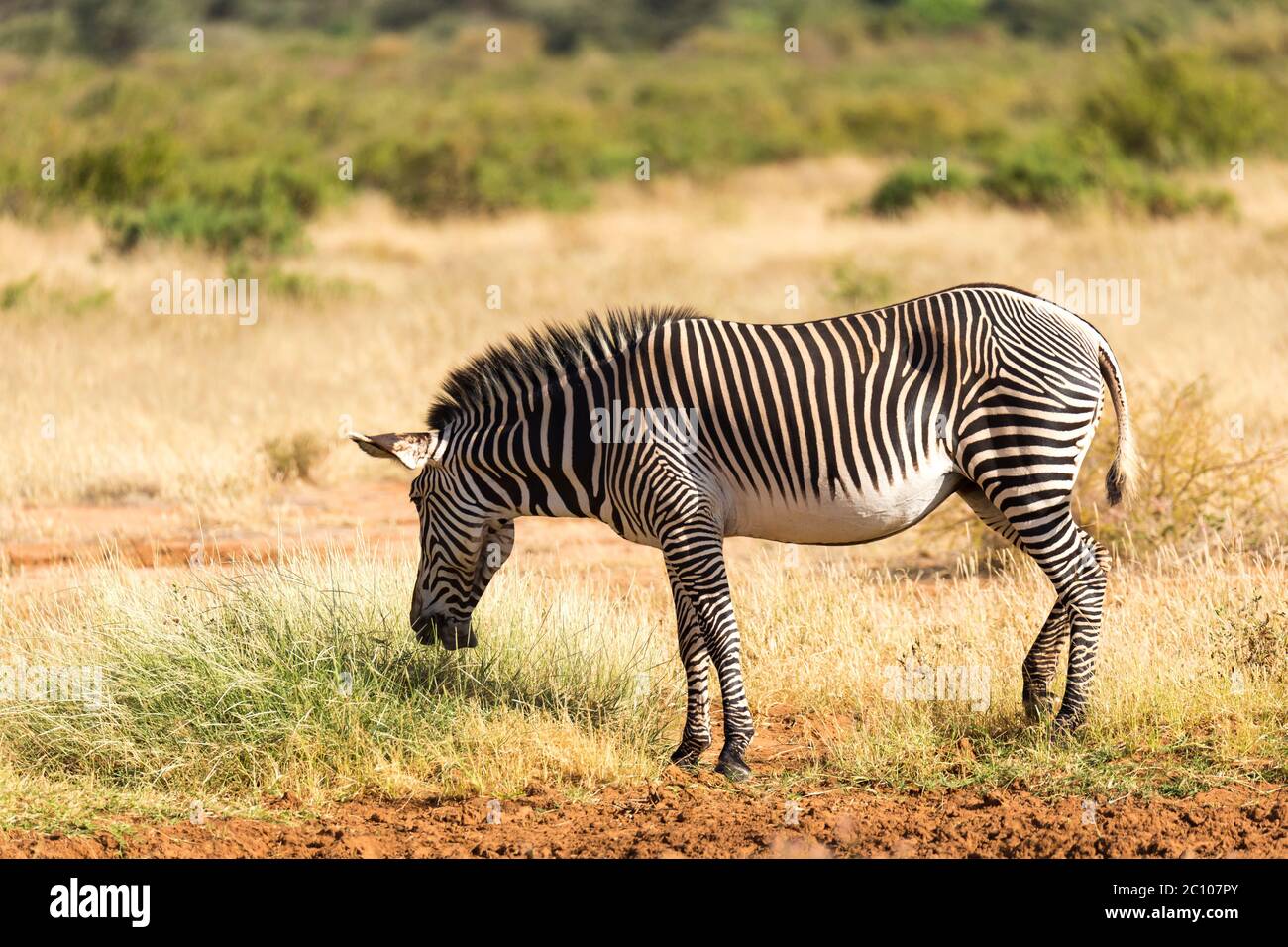 The Grevy Zebra is grazing in the countryside of Samburu in Kenya Stock ...