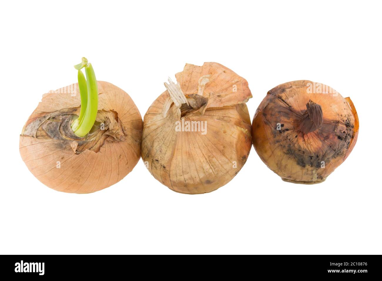 rotten onion isolated on white background Stock Photo - Alamy