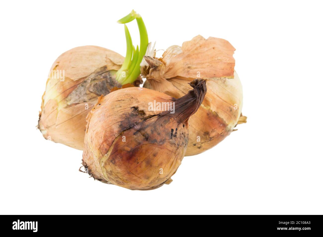 rotten onion isolated on white background Stock Photo - Alamy