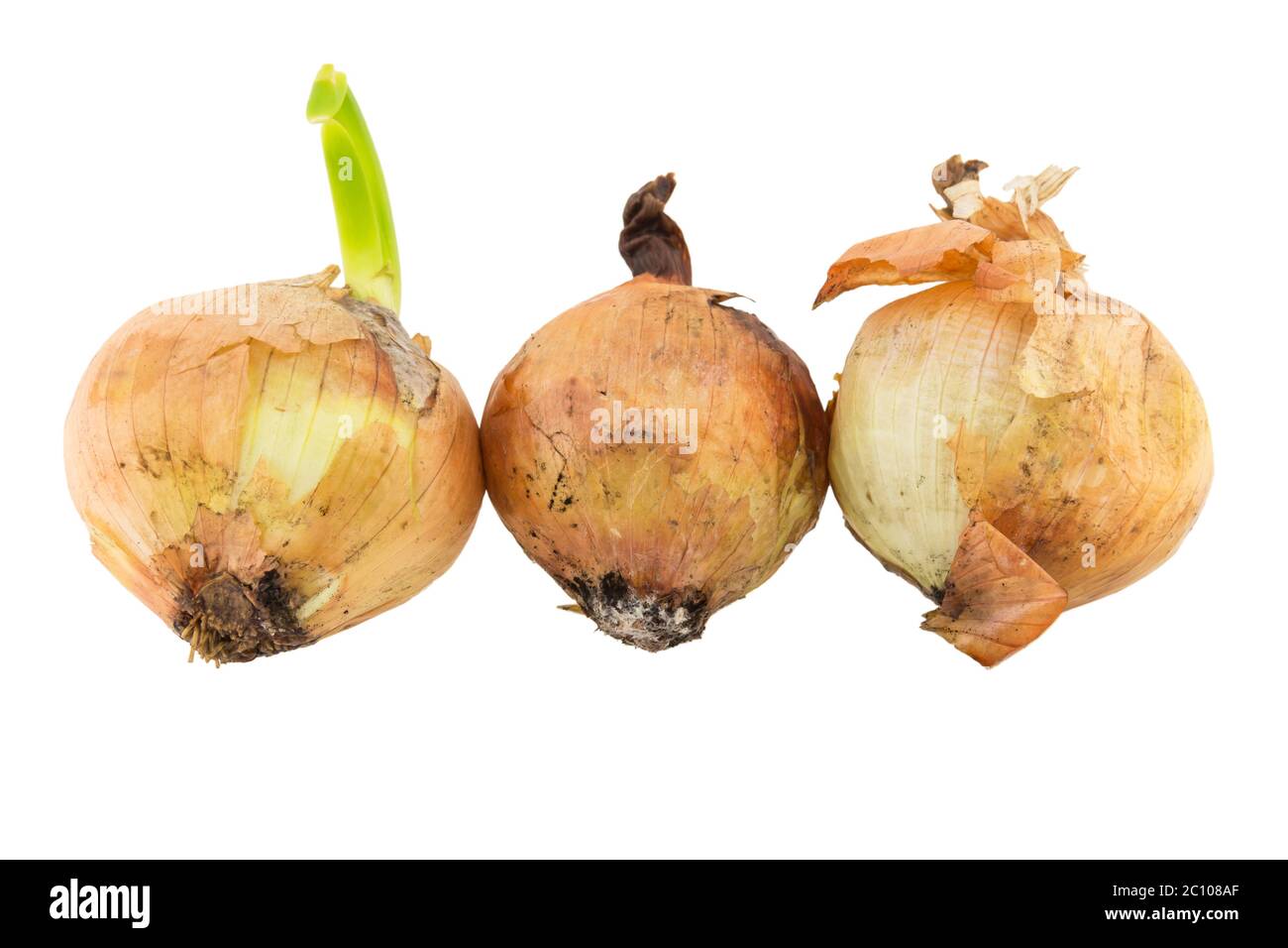 rotten onion isolated on white background Stock Photo - Alamy