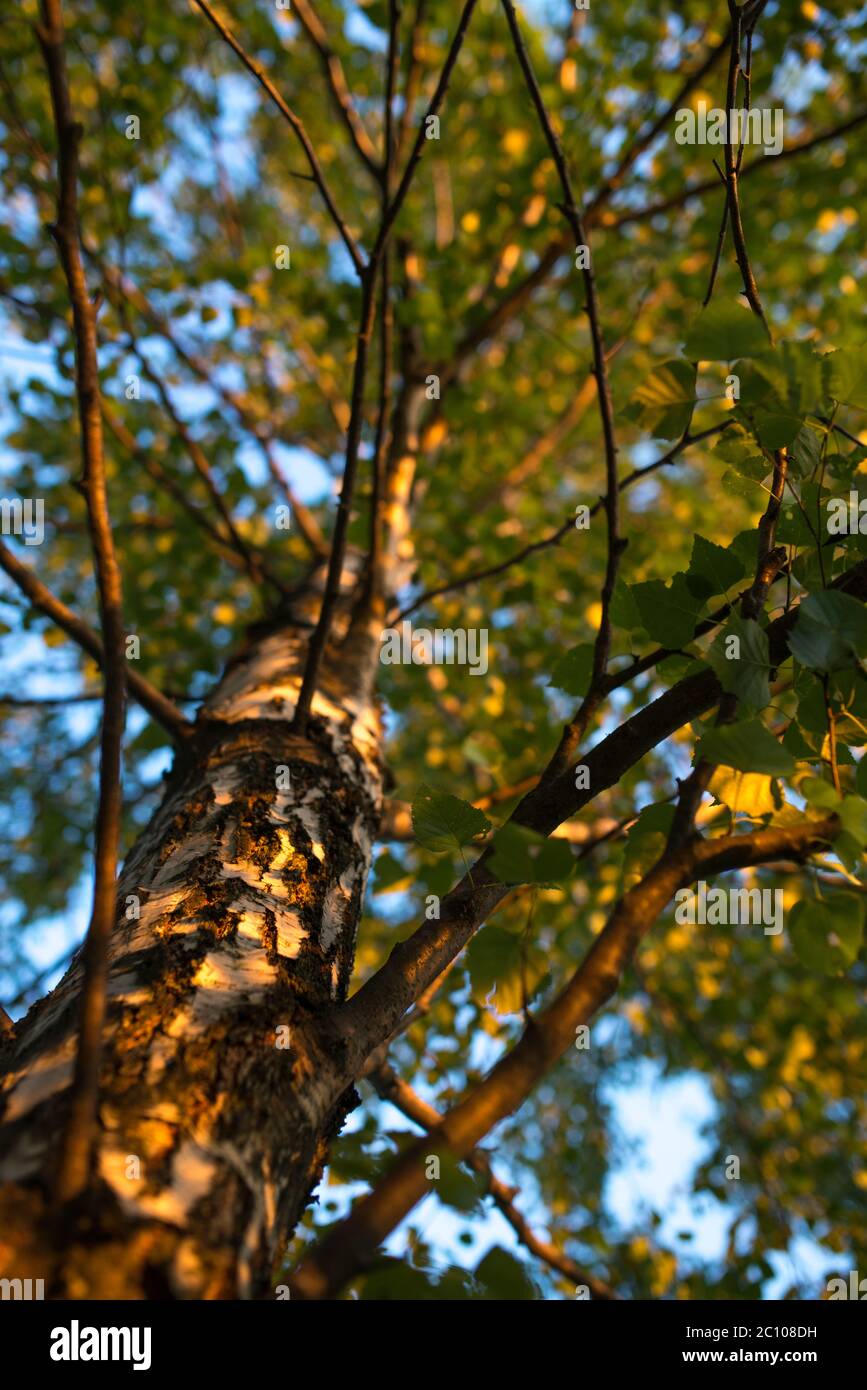 Look through tree branches hi-res stock photography and images - Alamy