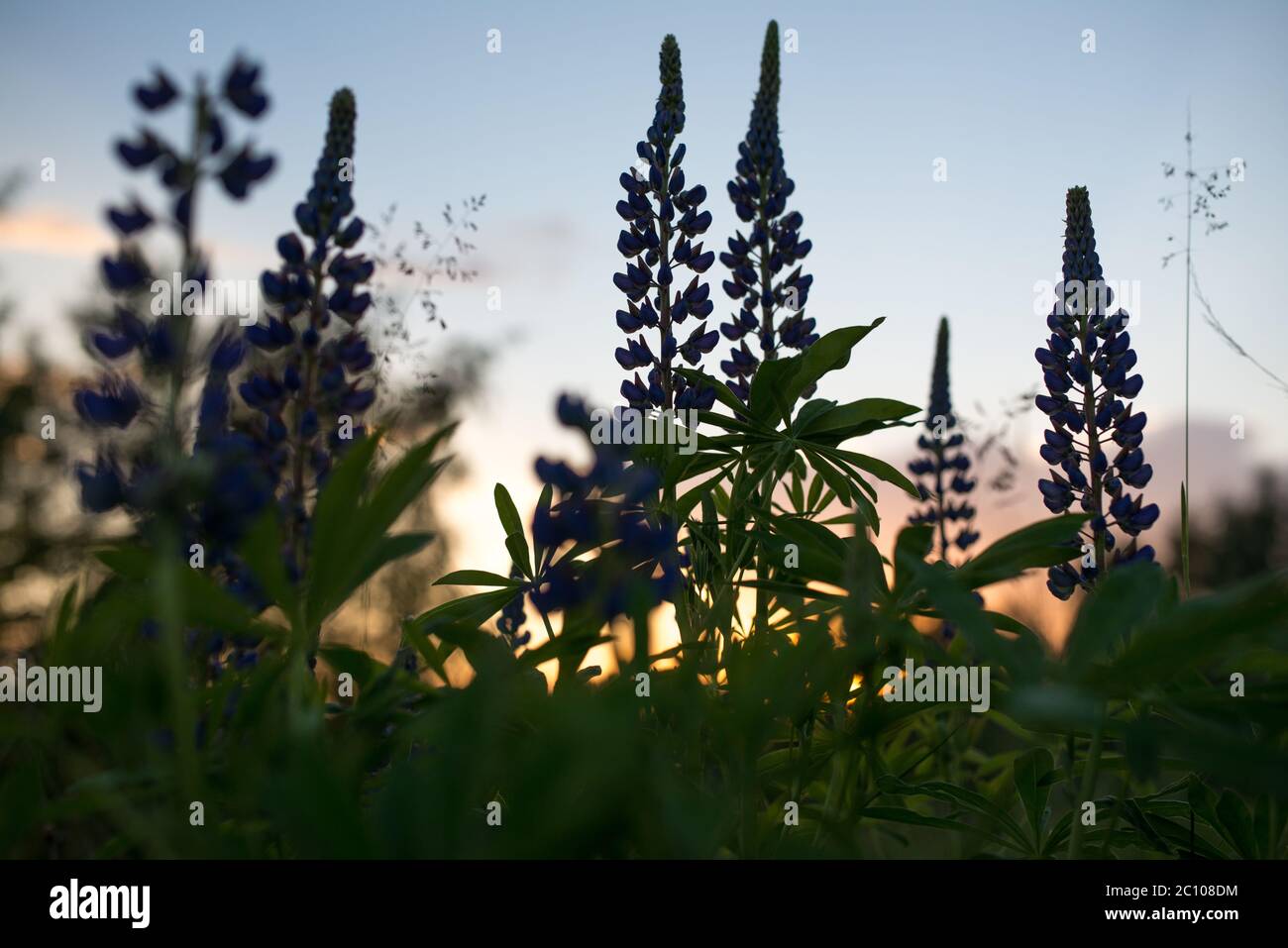 Larkspur leaf hi-res stock photography and images - Alamy