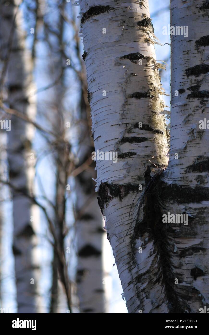 Birch trunks lighted evening sunlight Stock Photo - Alamy