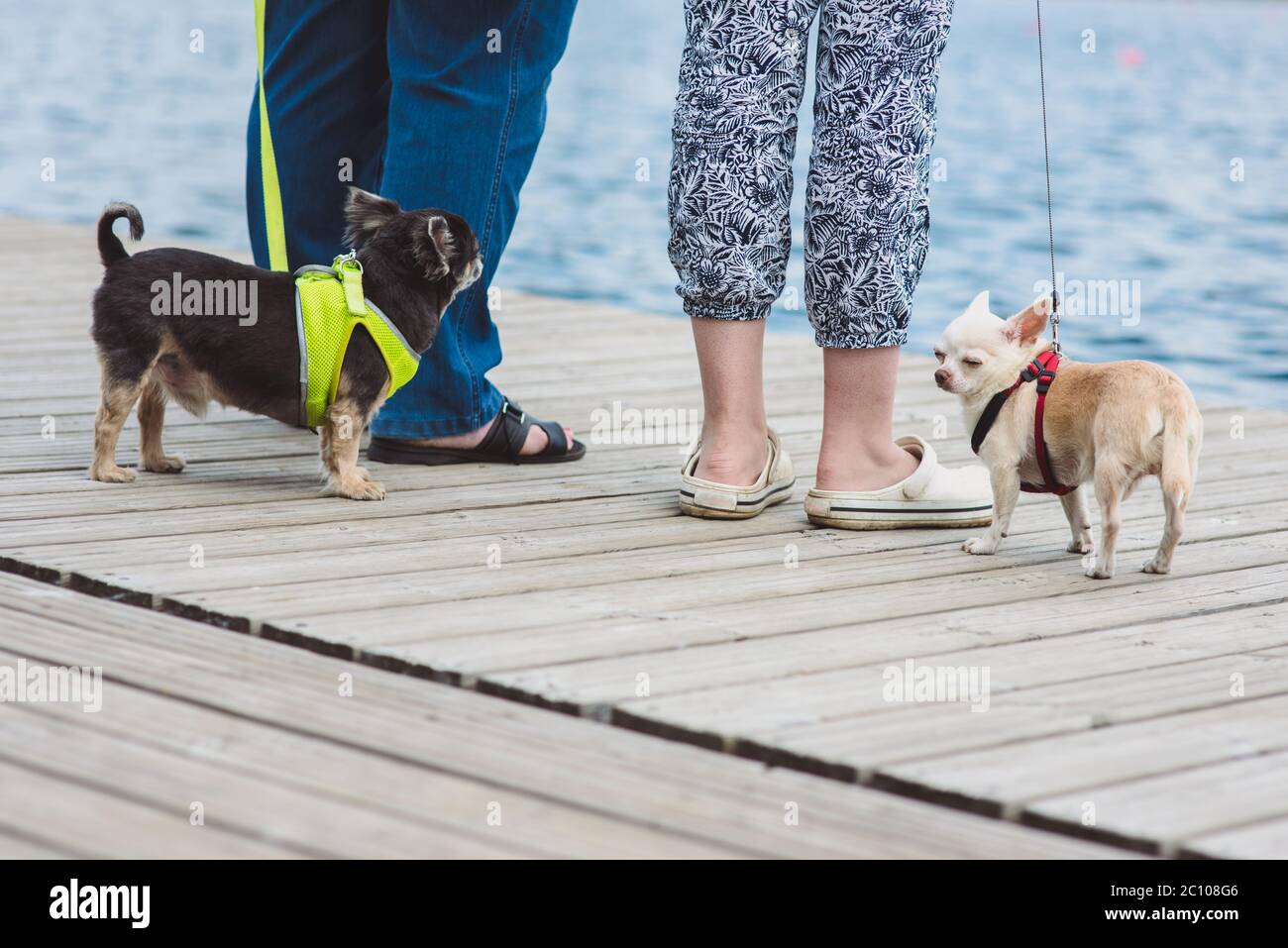 Funny legs hi-res stock photography and images - Alamy