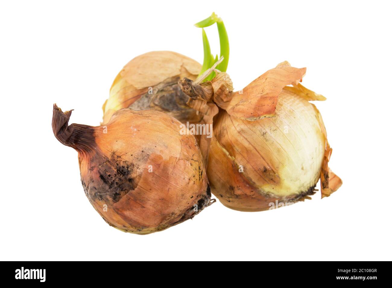 rotten onion isolated on white background Stock Photo - Alamy