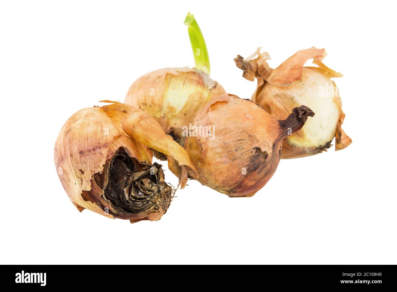 rotten onion isolated on white background Stock Photo - Alamy