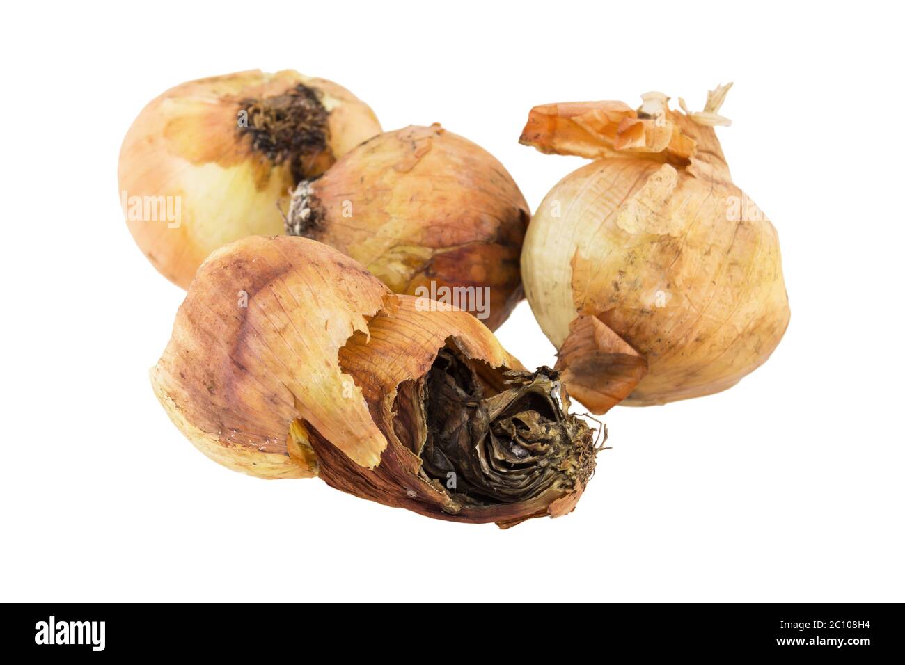 rotten onion isolated on white background Stock Photo - Alamy