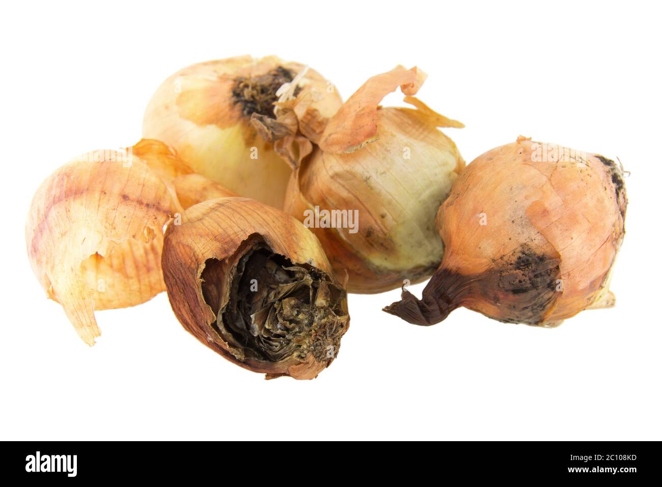 rotten onion isolated on white background Stock Photo - Alamy