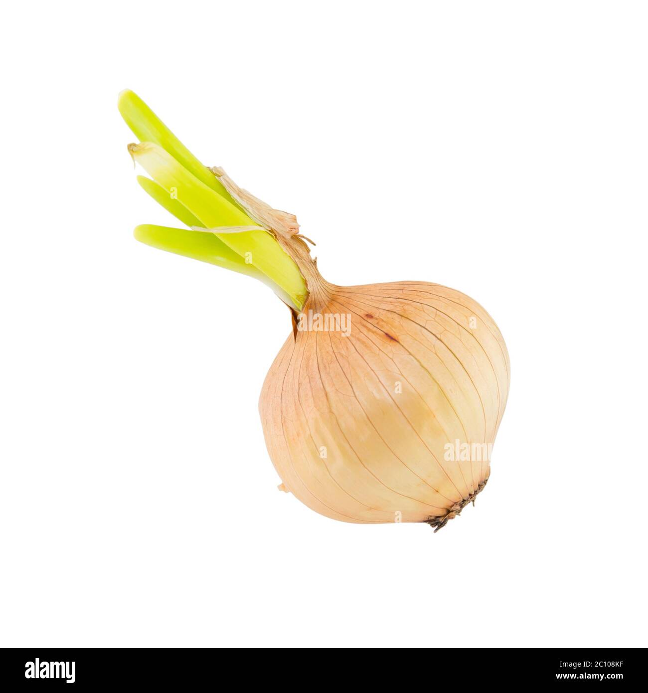 Yellow onion with green shoots isolated on white background Stock Photo ...