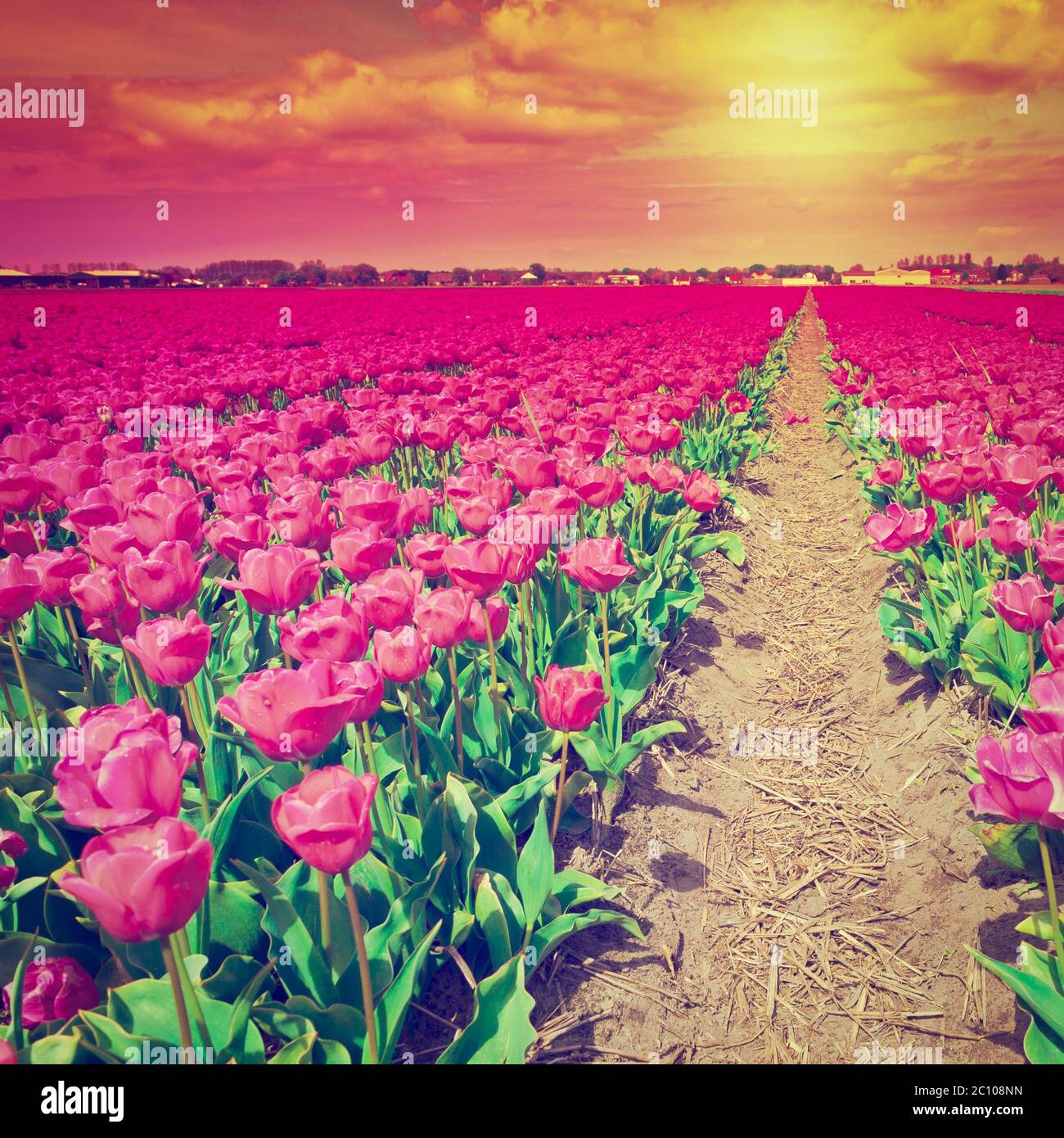 Dutch plantation hi-res stock photography and images - Alamy