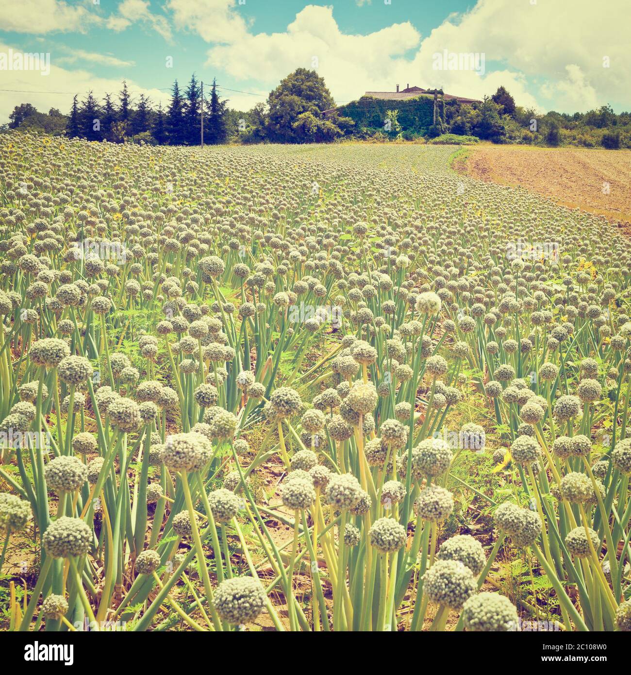 Onion field square hi-res stock photography and images - Alamy