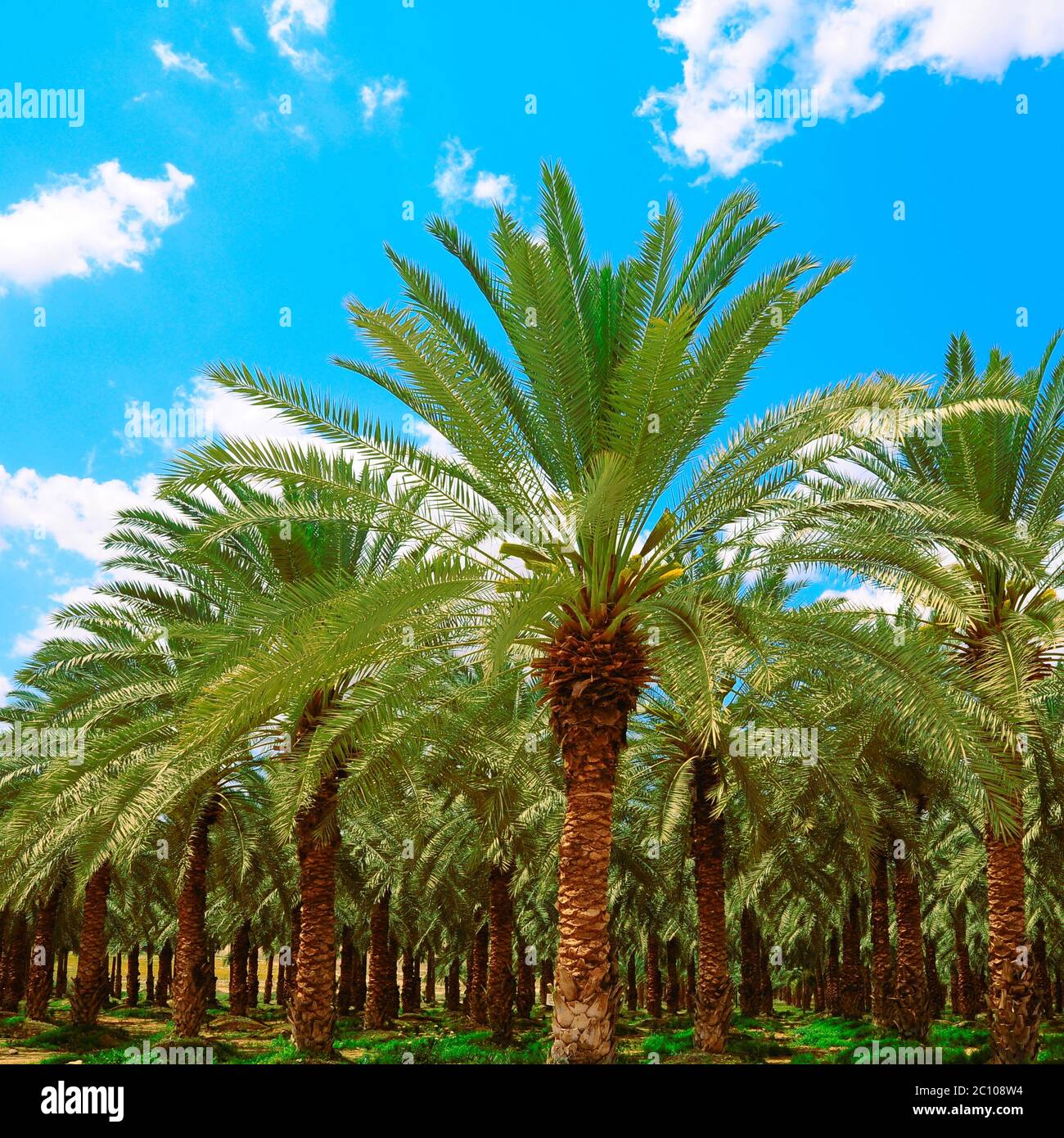 Oasis date palm garden tree hi-res stock photography and images - Alamy