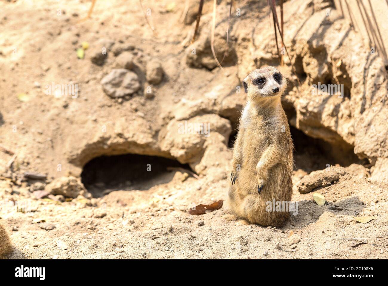 Cute close up surikat standing in a summer day Stock Photo - Alamy