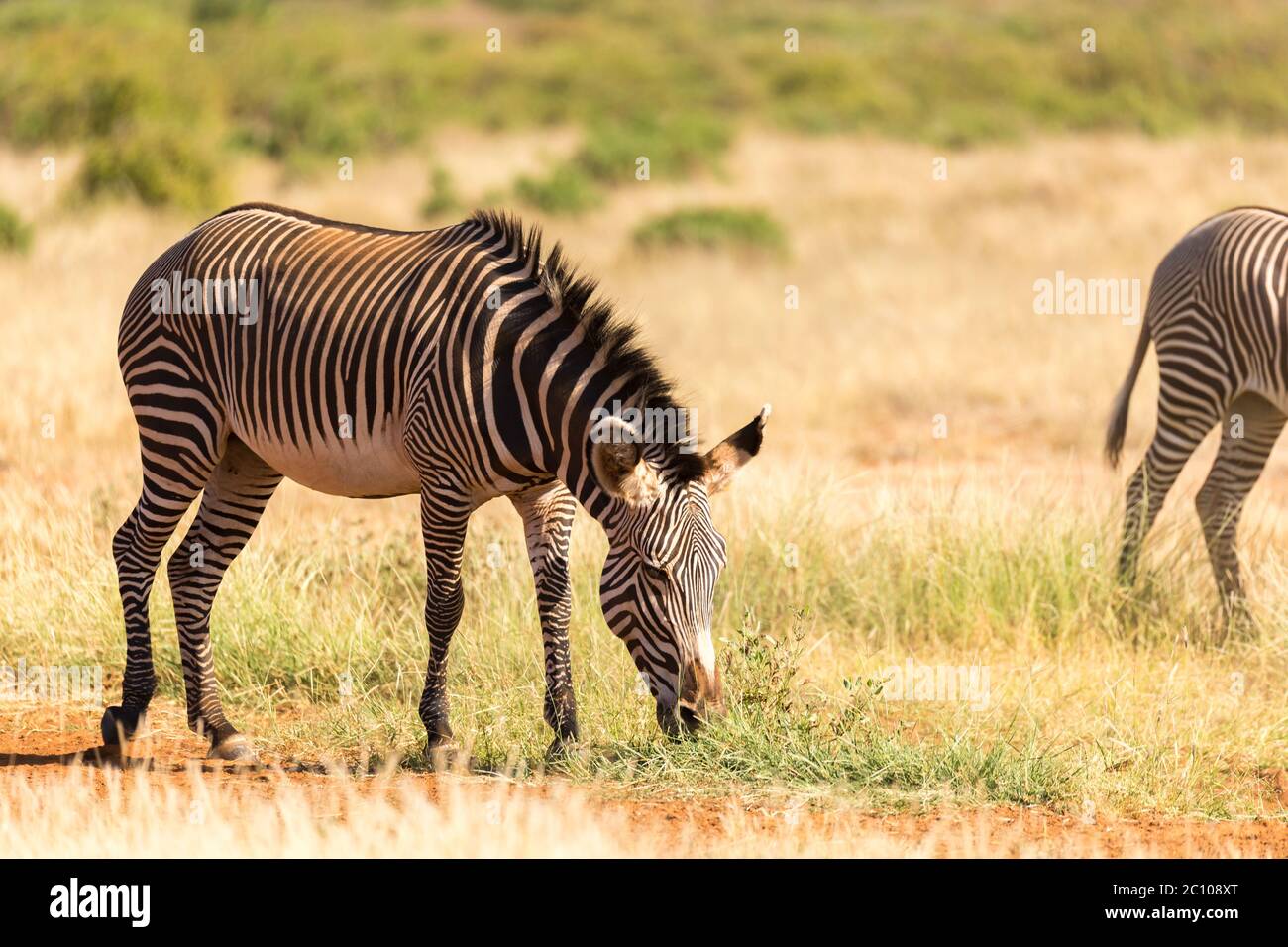 Grevy's zebra wild tree hi-res stock photography and images - Alamy