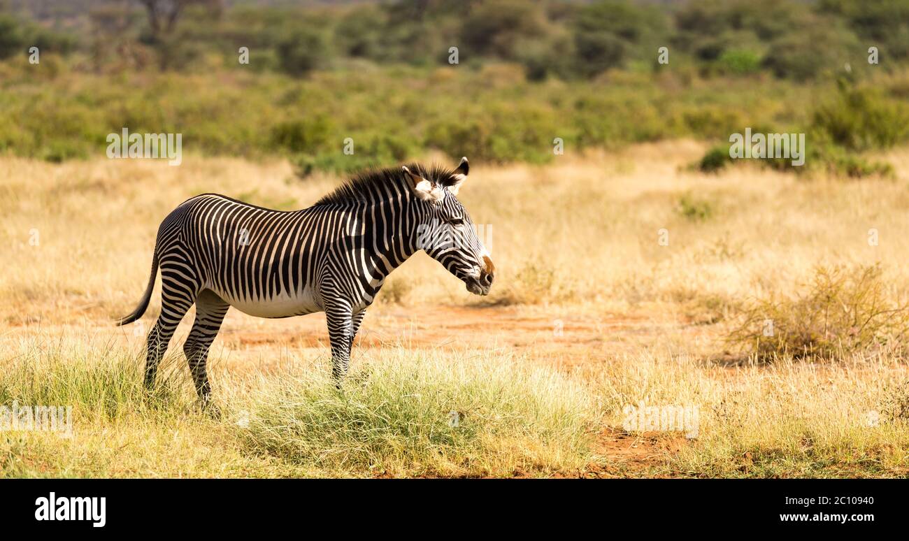 The Grevy Zebra is grazing in the countryside of Samburu in Kenya Stock ...