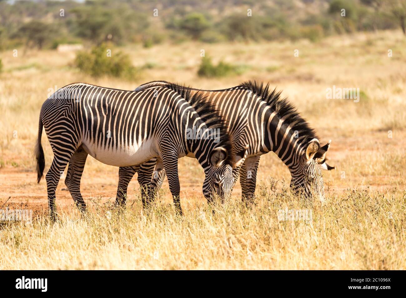 The zebra family is grazing in the savannah of Kenya in Samburu Stock ...