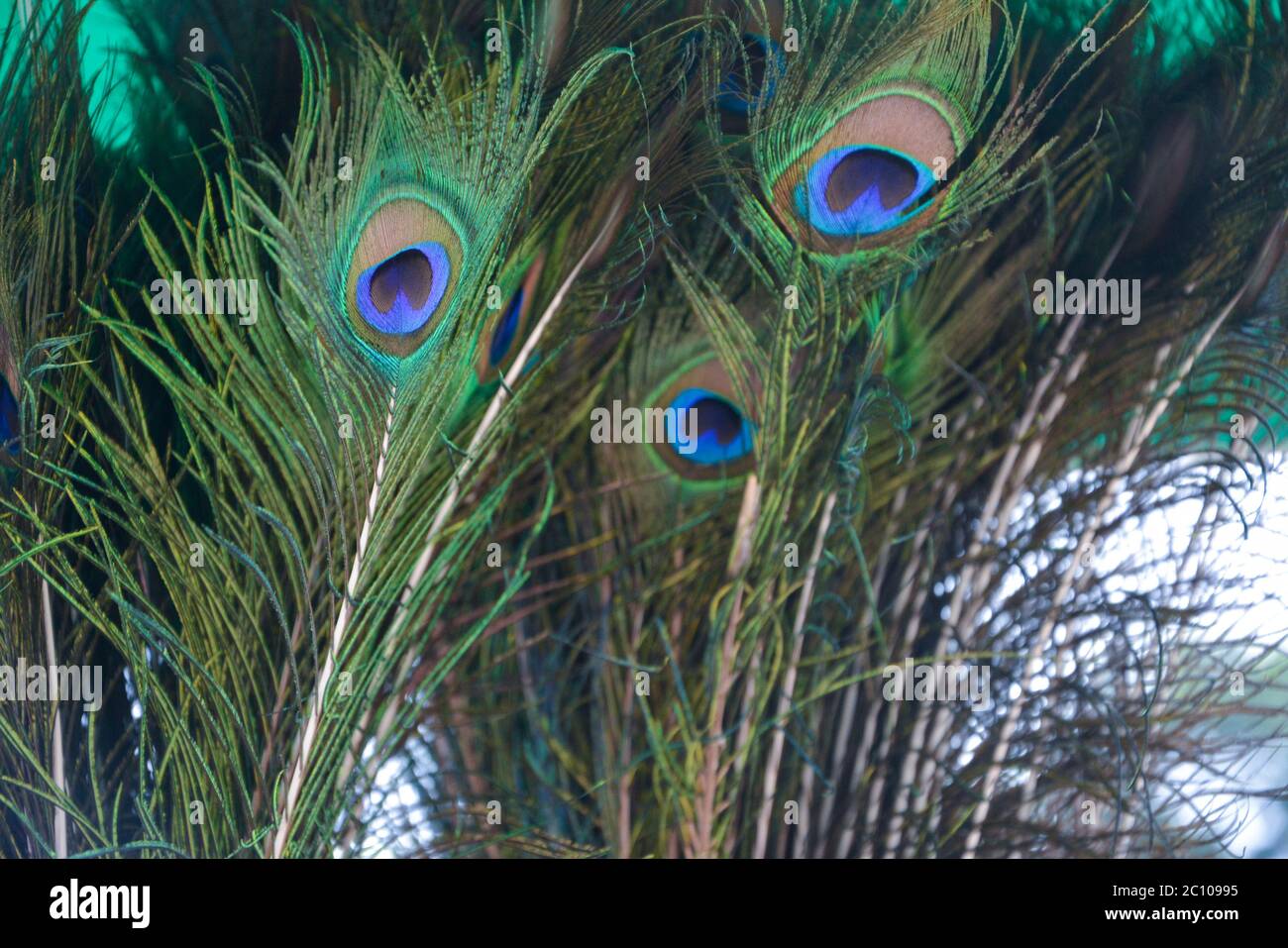 A bunch of peacock feathers. Peacock feather is very popular in Indian ...
