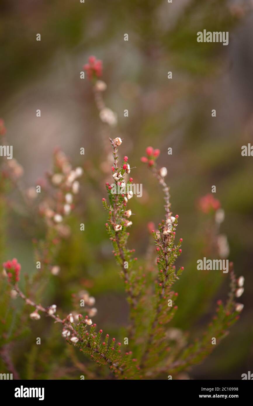 Heather bloom hi-res stock photography and images - Alamy