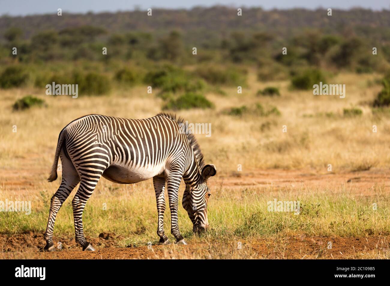 Grevy's zebra wild tree hi-res stock photography and images - Alamy