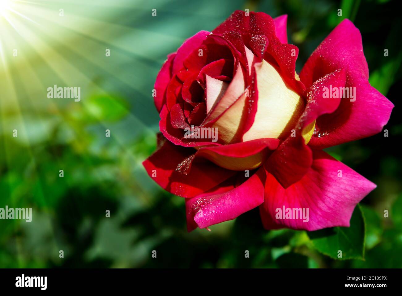 Beautiful red garden rose Stock Photo - Alamy
