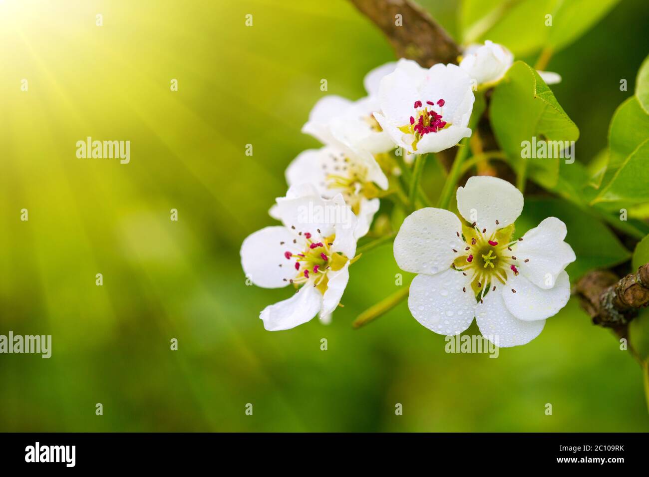 Sunshine white hi-res stock photography and images - Alamy