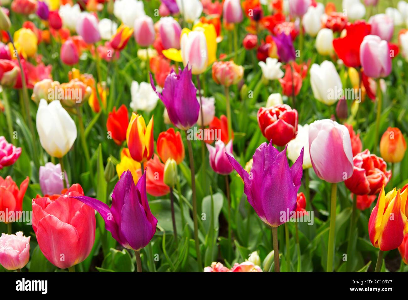 Colorful tulips background Stock Photo - Alamy