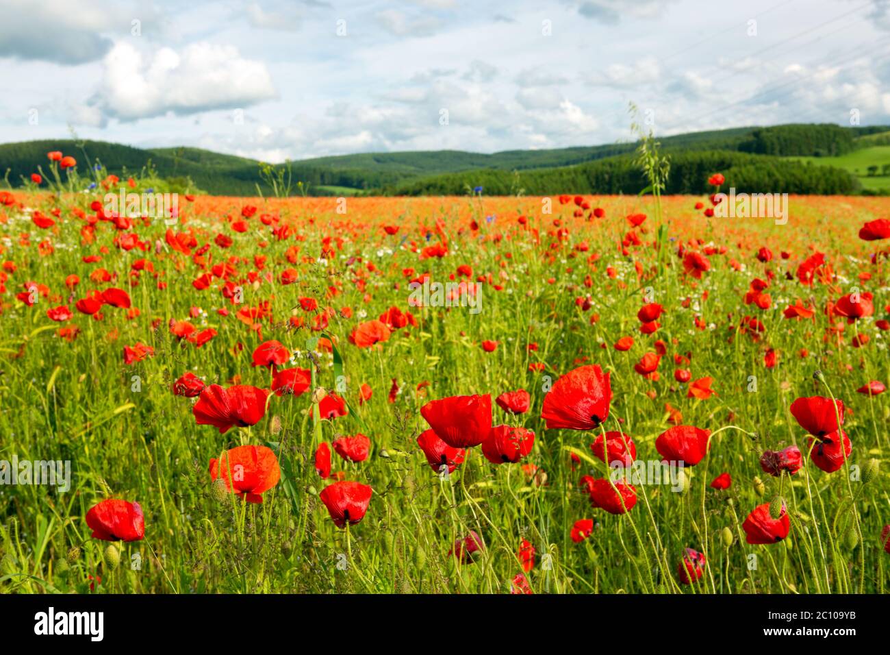 Beautiful poppy field and blue sky Stock Photo - Alamy