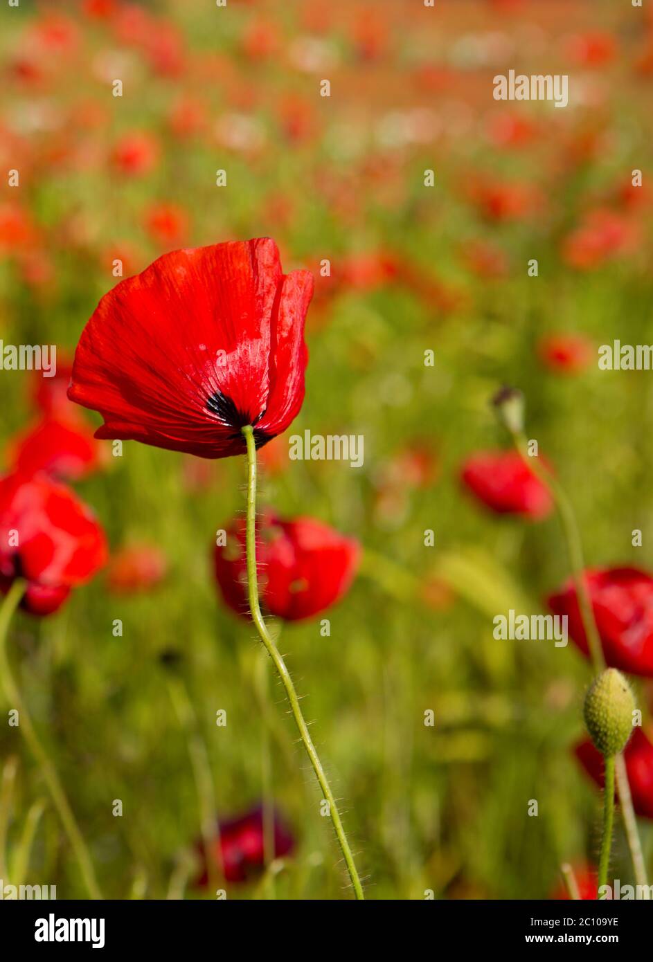 Beautiful red poppy Stock Photo - Alamy