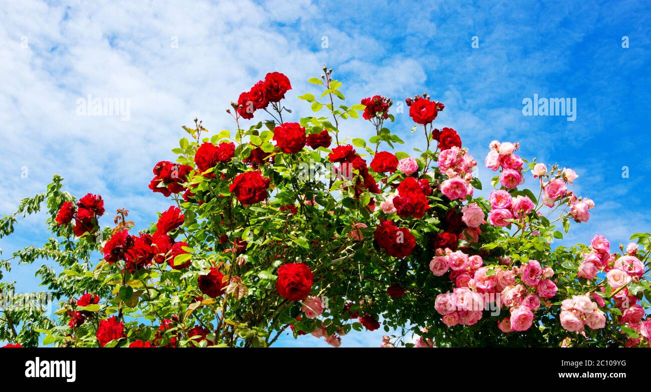 Red climbing roses hi-res stock photography and images - Alamy